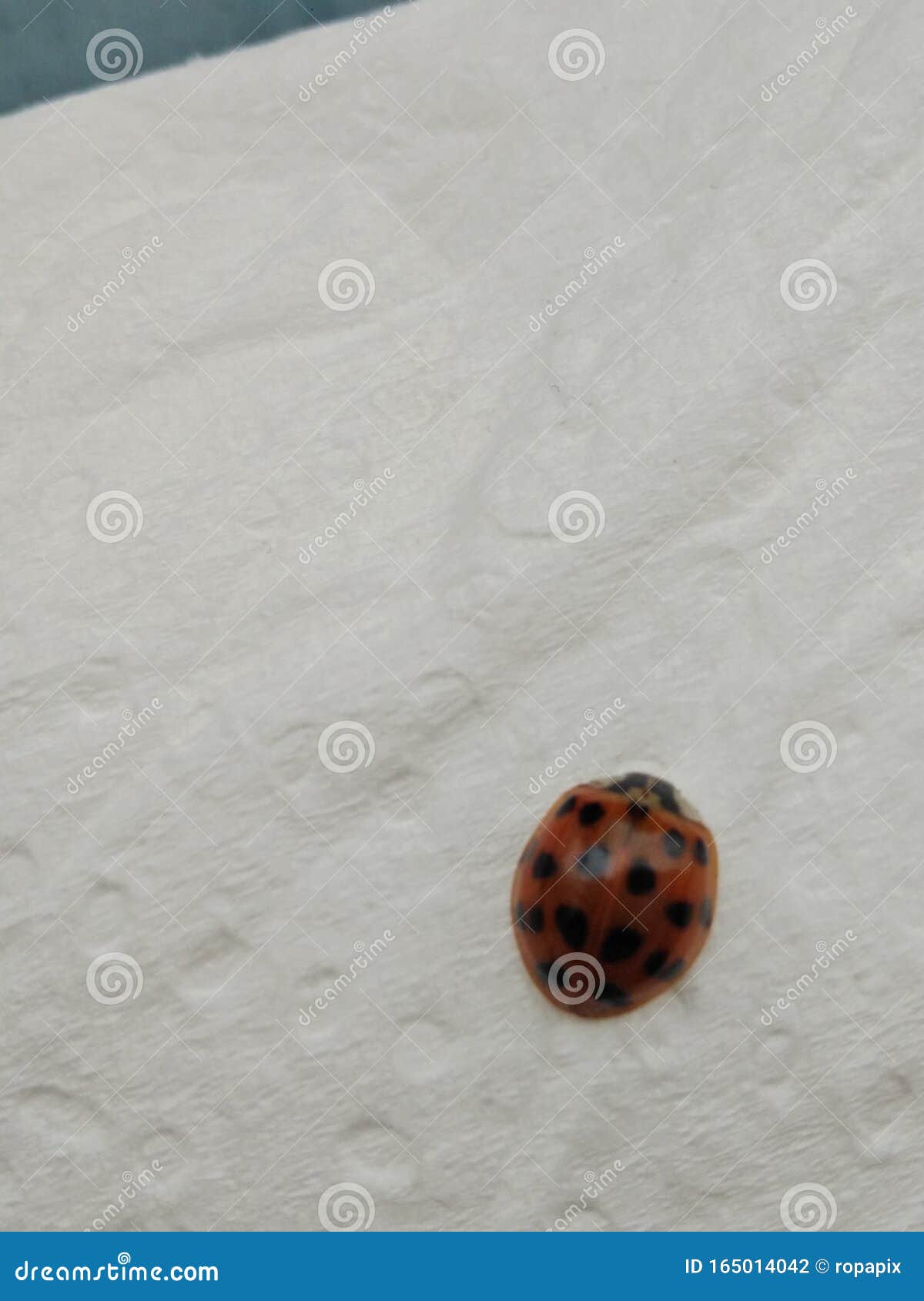 Ladybug Photographed while Sleeping on a Paper Sheet Stock Photo ...
