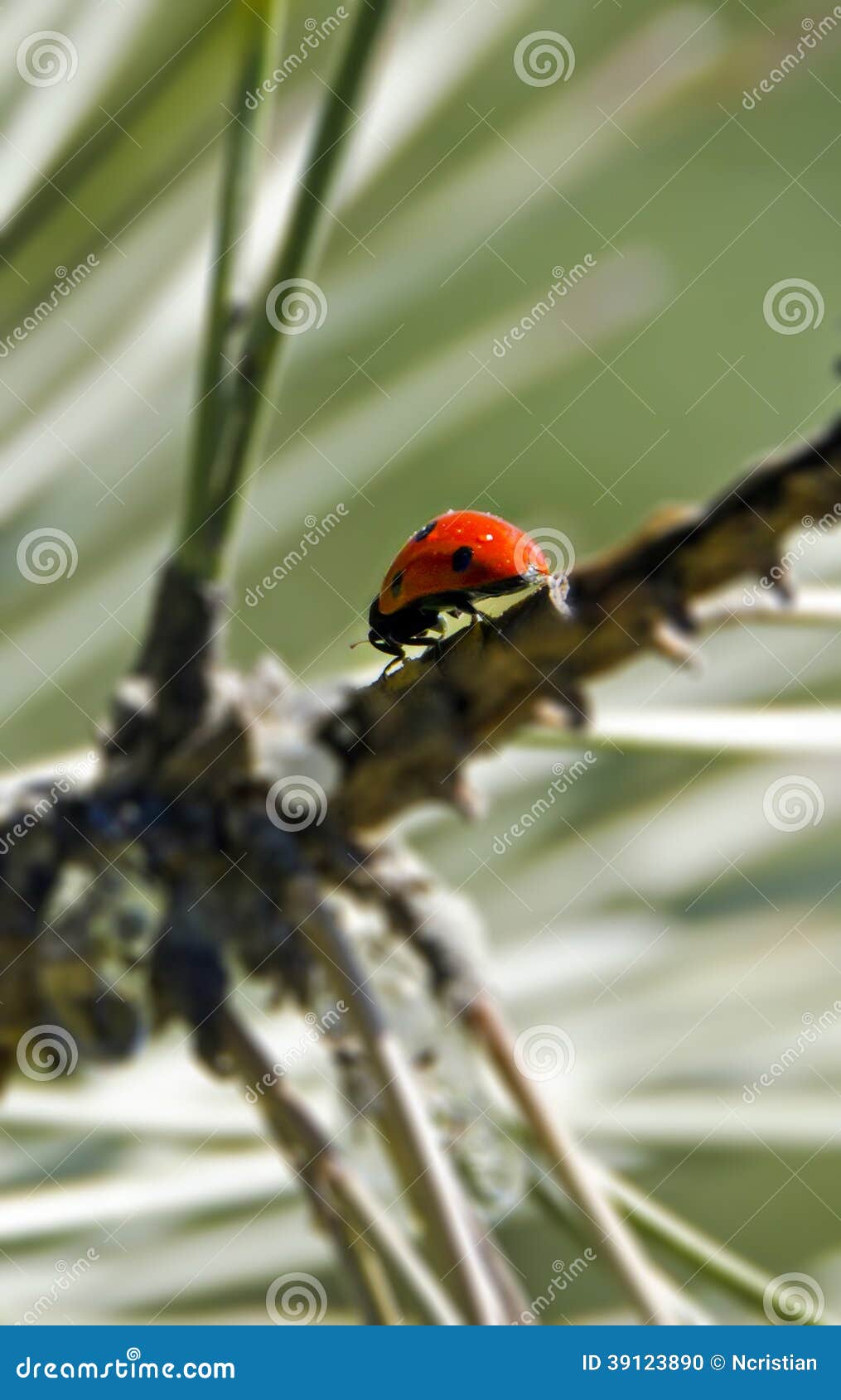 Ladybug on a pine branch stock photo. Image of landscape - 39123890