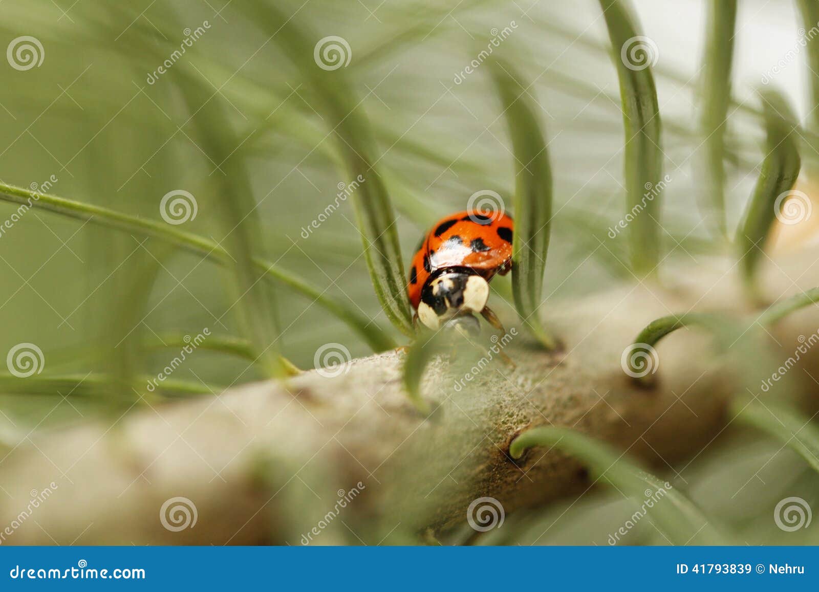 Ladybug in a pine branch stock image. Image of insect - 41793839