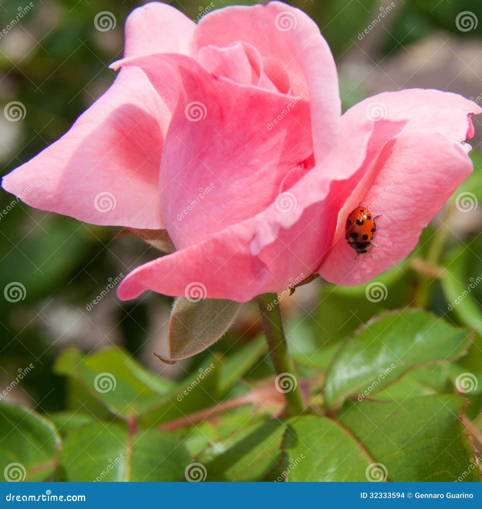 Ladybug On Rose Royalty-Free Stock Photo | CartoonDealer.com #4912725