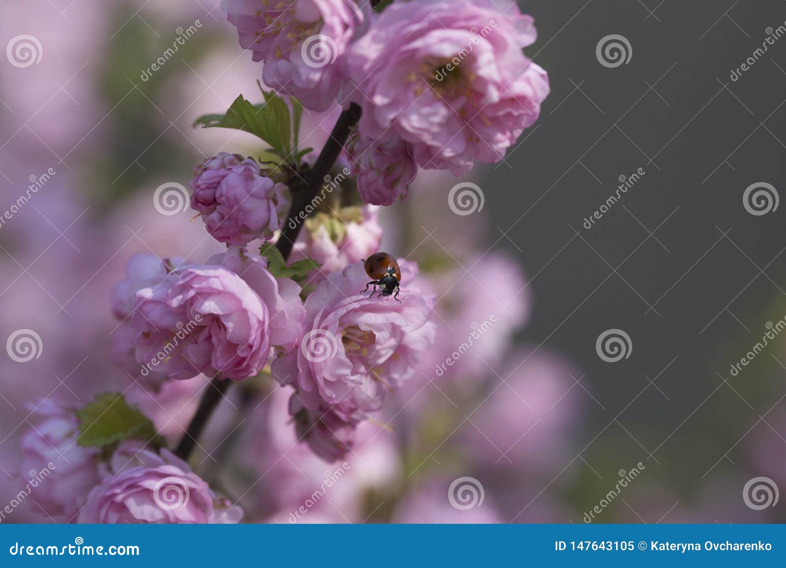 Ladybug on a Pink Spring Flower Stock Image - Image of ladybug, pink ...