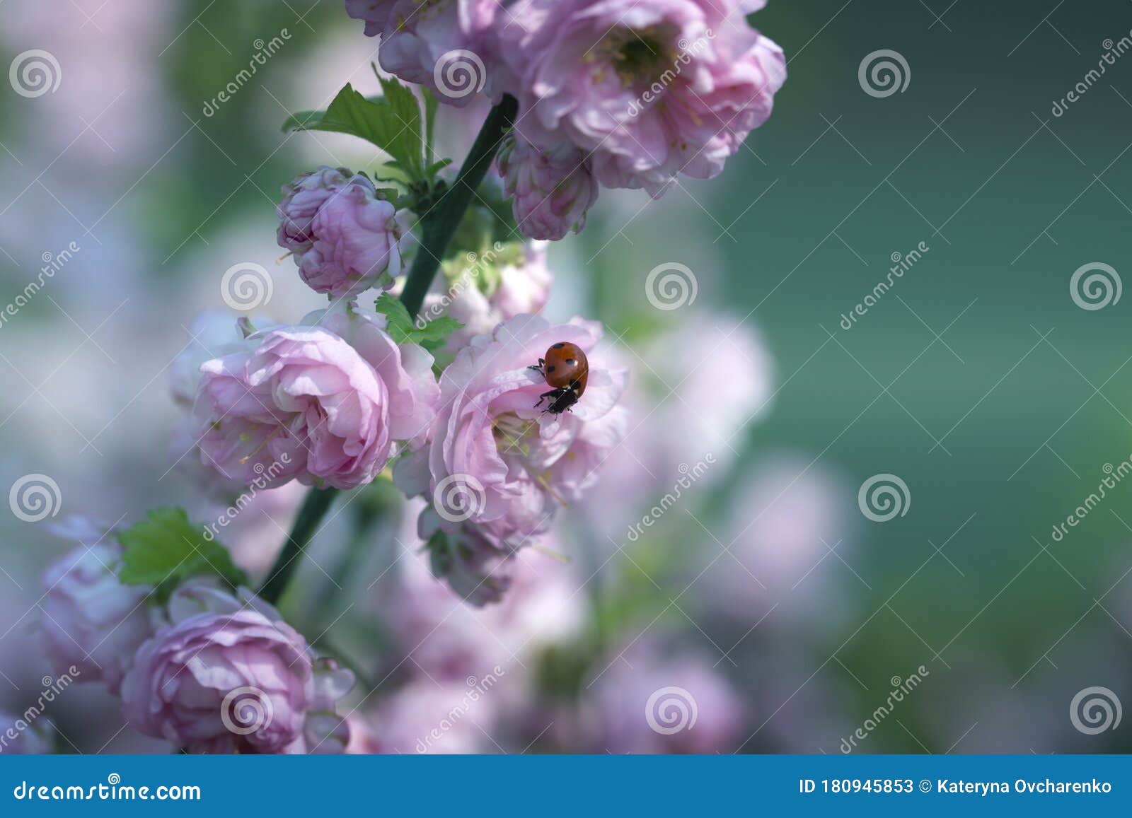 Ladybug on a Pink Spring Flower. Ladybug on Pink Tender Flowers Stock ...