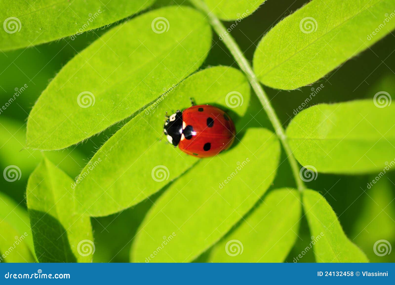 Ladybug on a plant stock photo. Image of garden, colored - 24132458