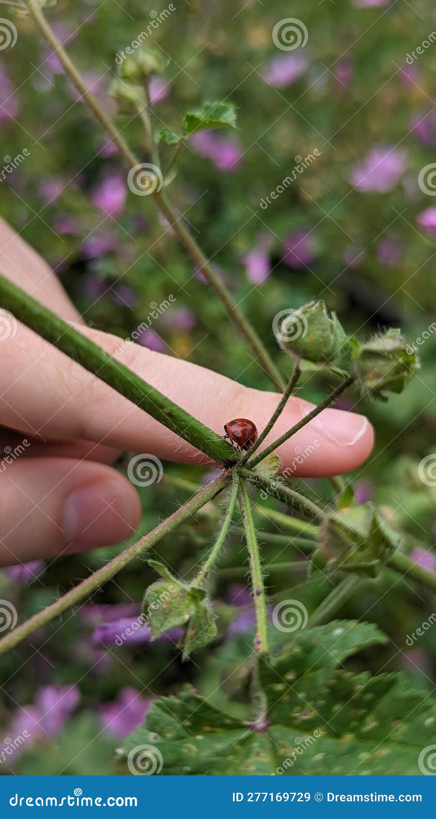 Ladybug on plant stock image. Image of climbing, ladybug - 277169729