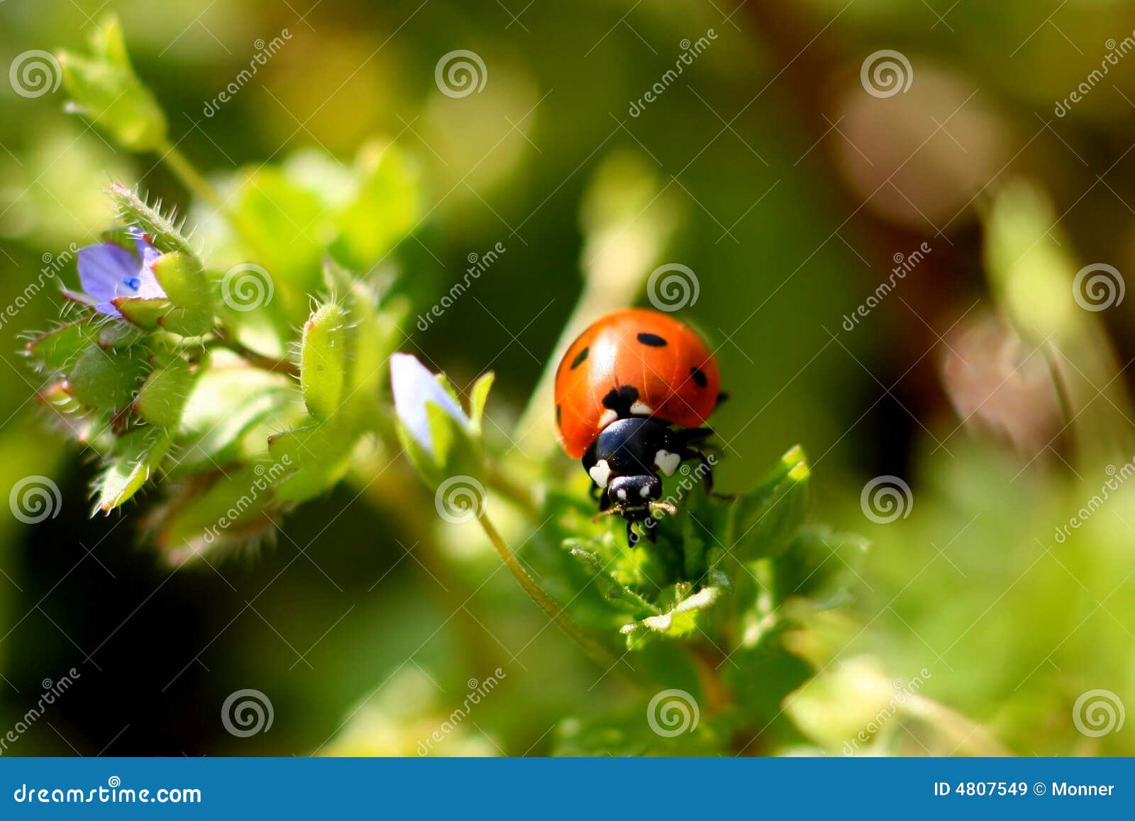 Ladybug on a plant stock image. Image of detail, antenna - 4807549