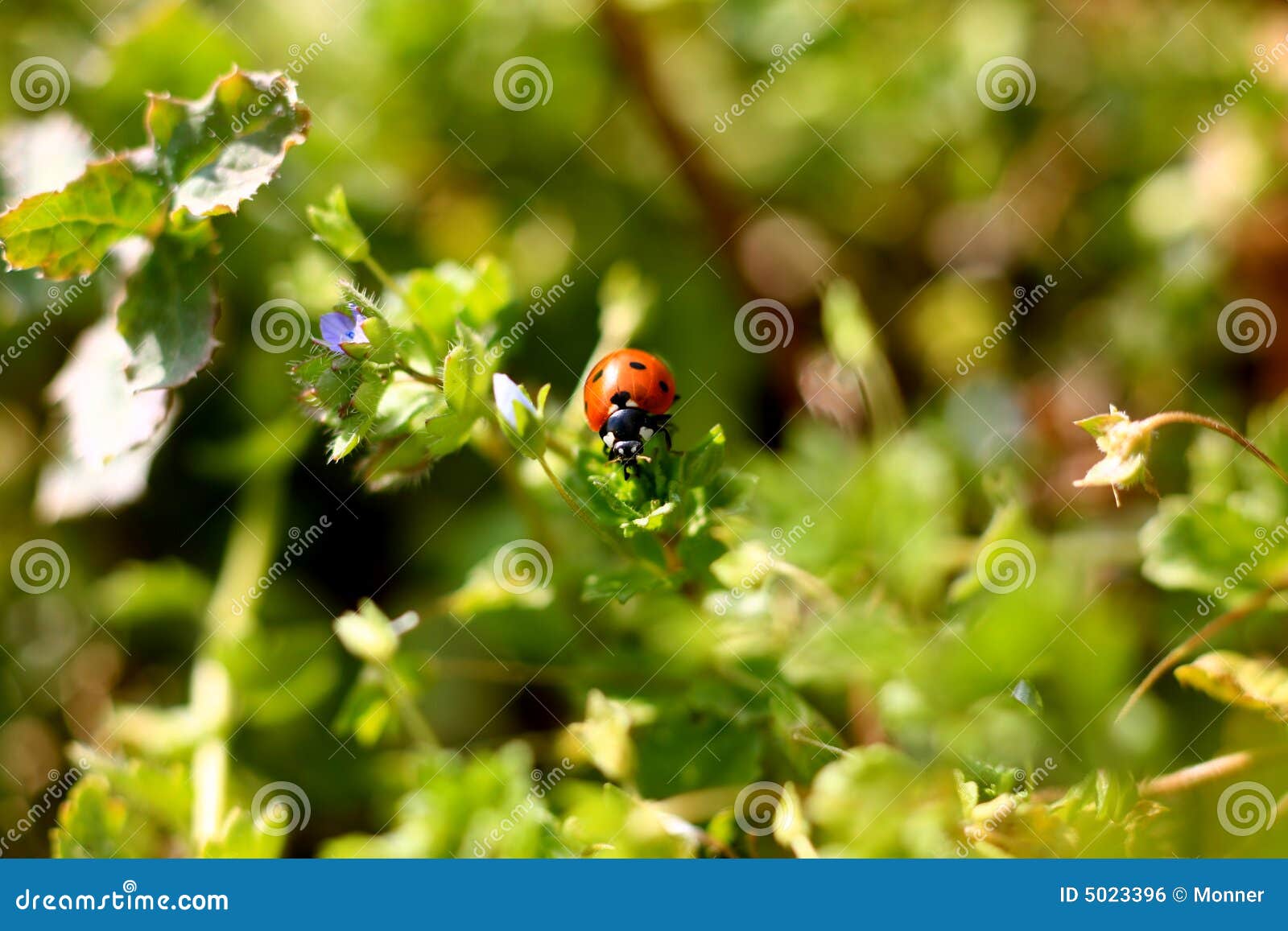 Ladybug on a plant stock photo. Image of colored, ladybug - 5023396