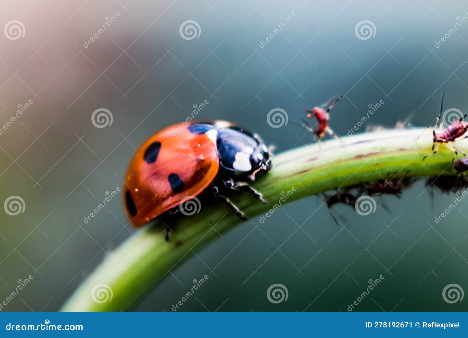 Ladybug on Plant in a Garden Stock Image - Image of nature, black ...