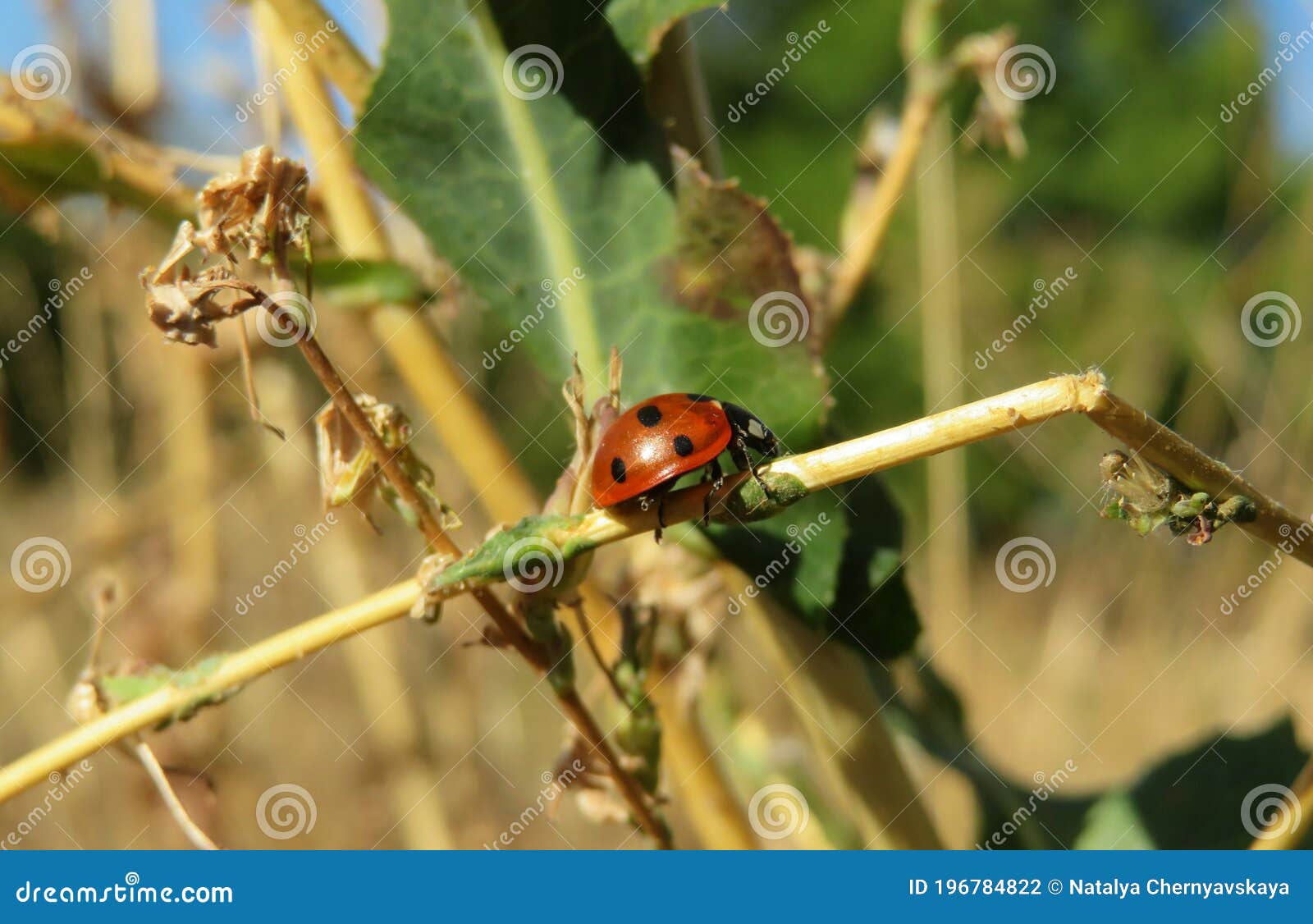 Ladybug on plant, closeup stock photo. Image of fight - 196784822