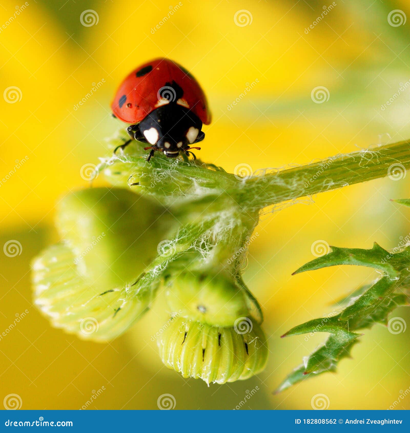 Ladybug on plant stock photo. Image of biological, bugs - 182808562