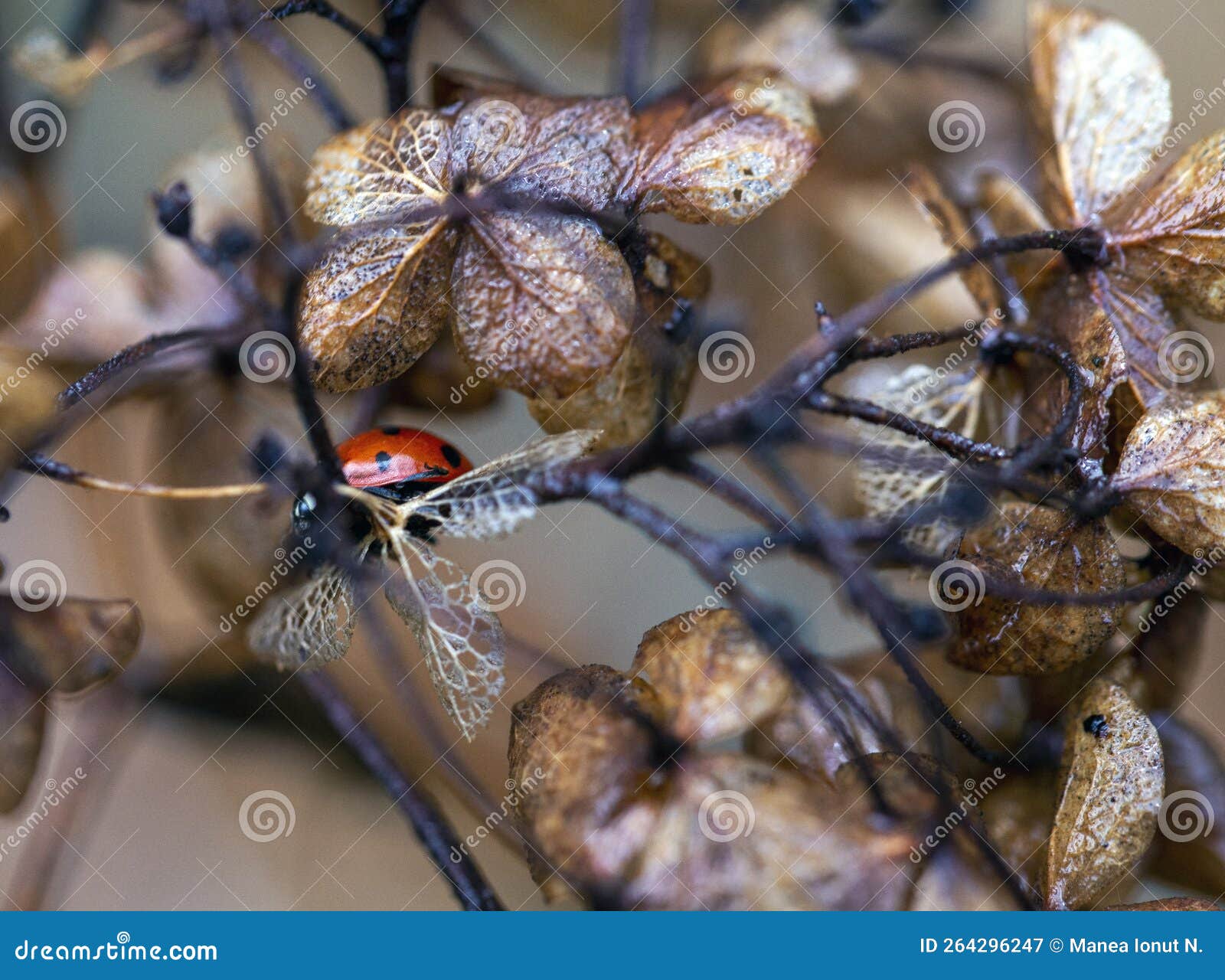 Ladybug stock image. Image of twig, invertebrate, produce - 264296247