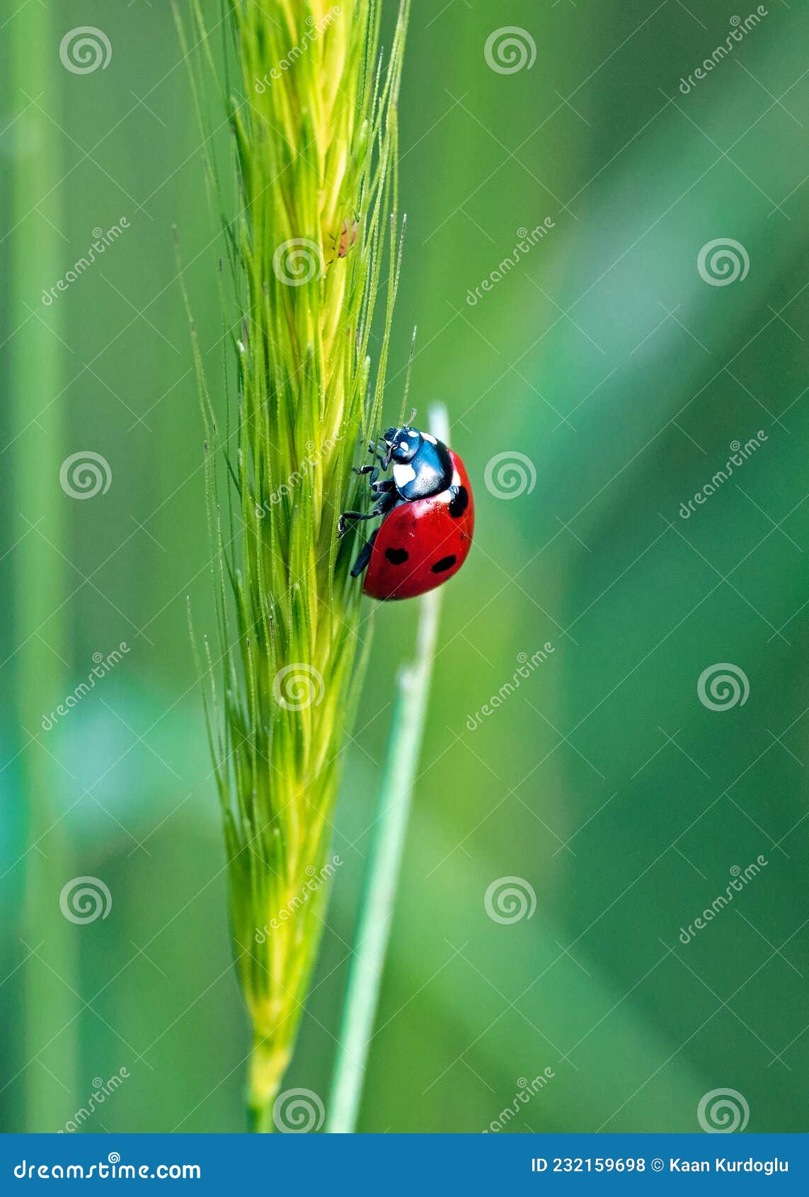 Ladybug on a plant stock photo. Image of nature, wildlife - 232159698