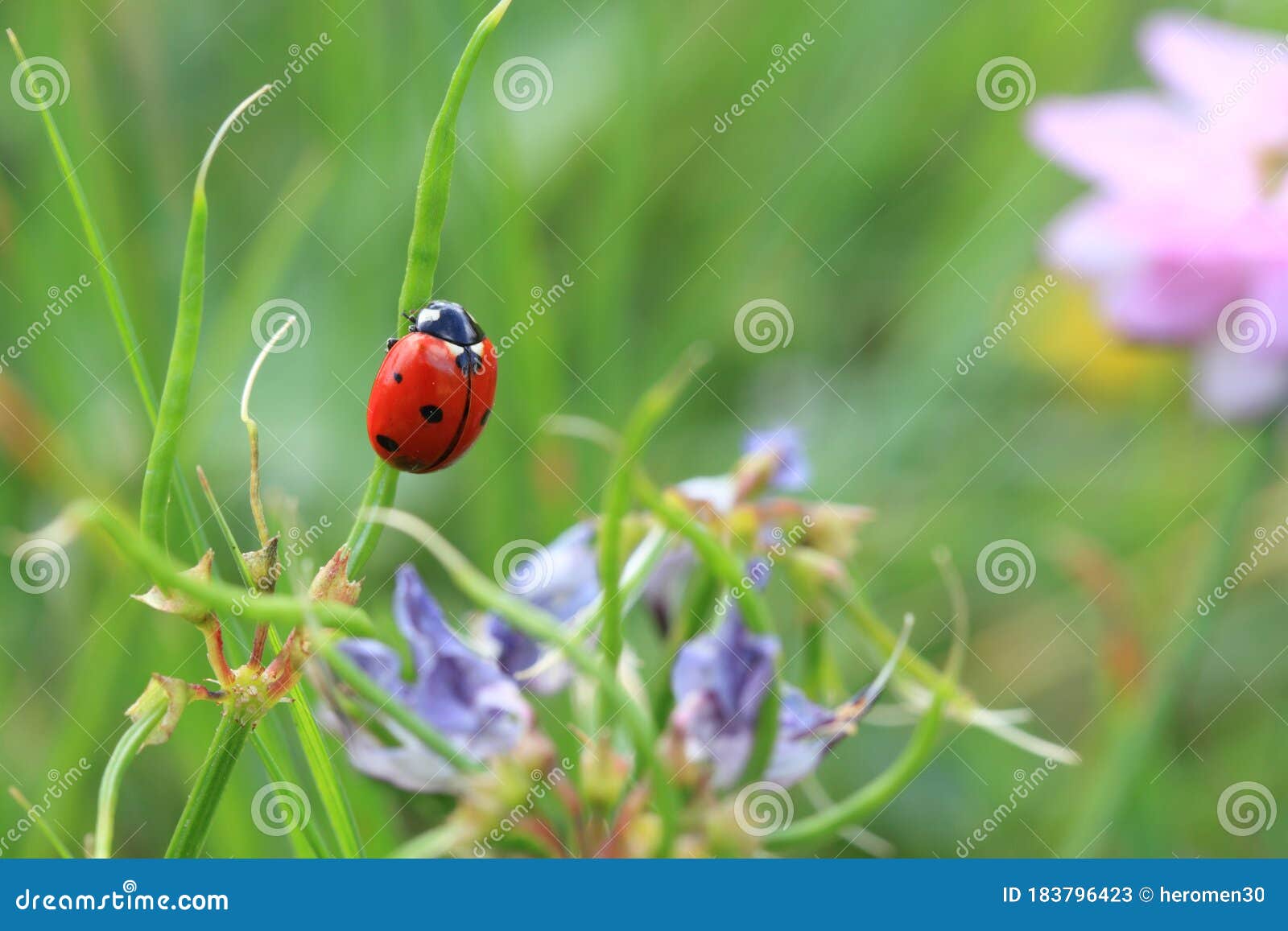 Ladybug on Plant Depth of Field Stock Image - Image of garden, nature ...