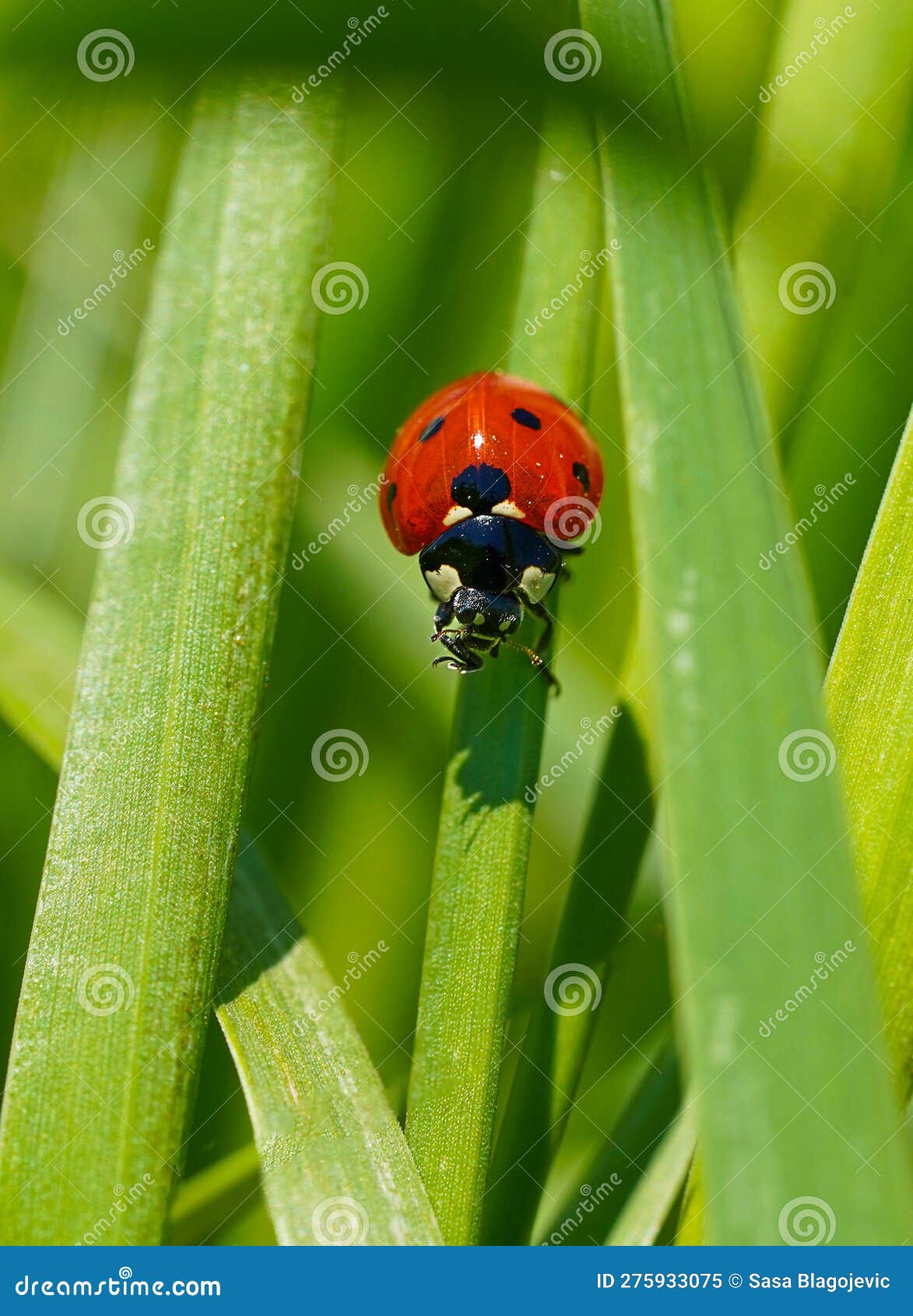 Ladybug on a plant stock image. Image of closeup, background - 275933075