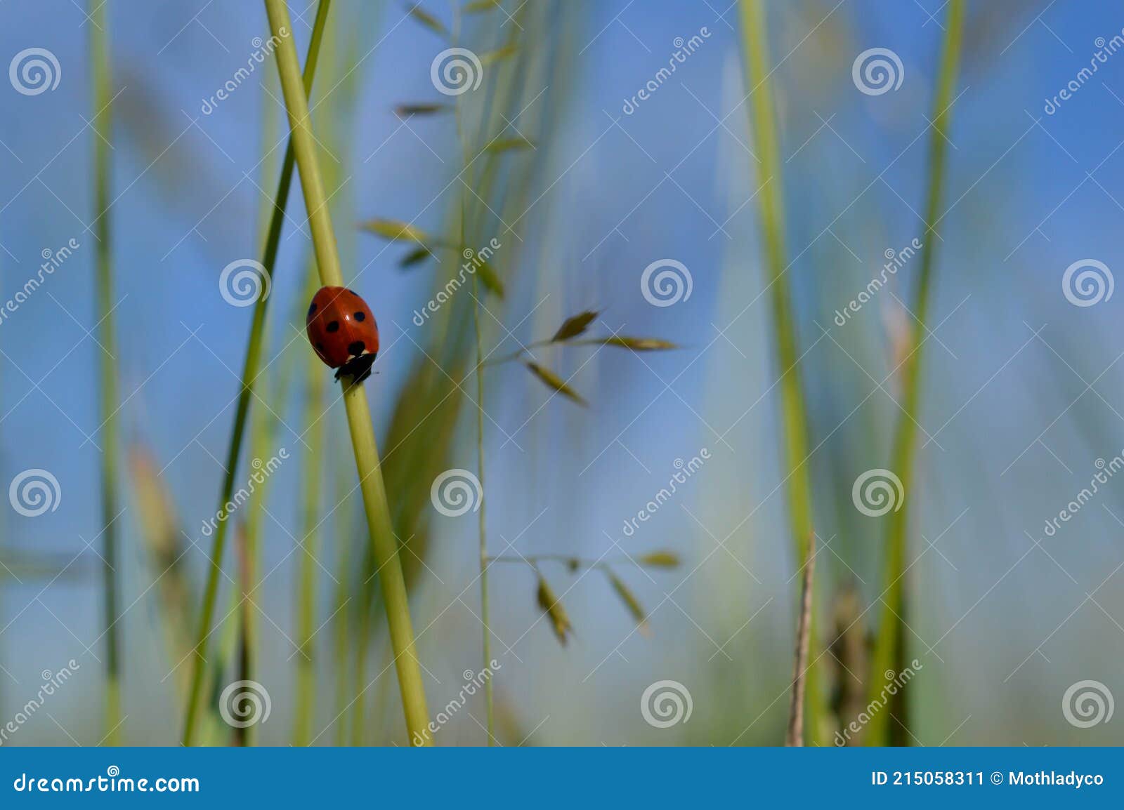 Ladybug On A Plant In Natural Environment Stock Image | CartoonDealer ...