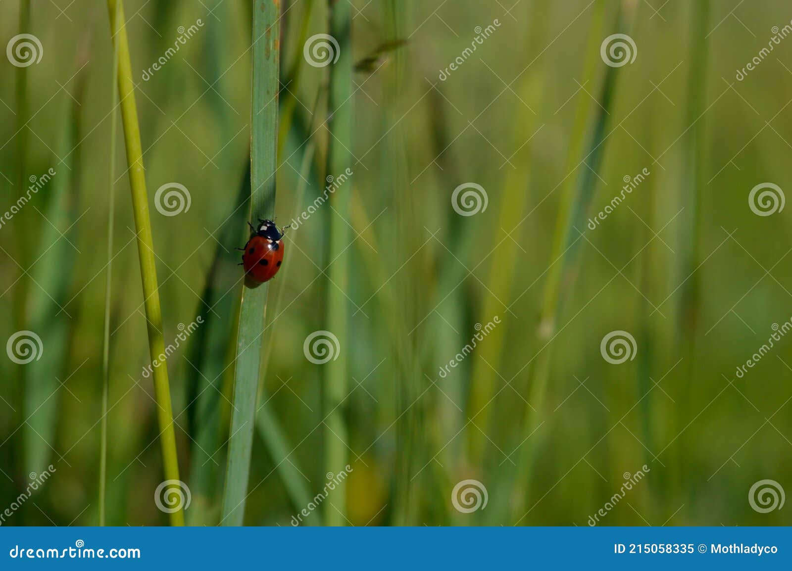 Ladybug on a Plant in Natural Environment Stock Image - Image of ...