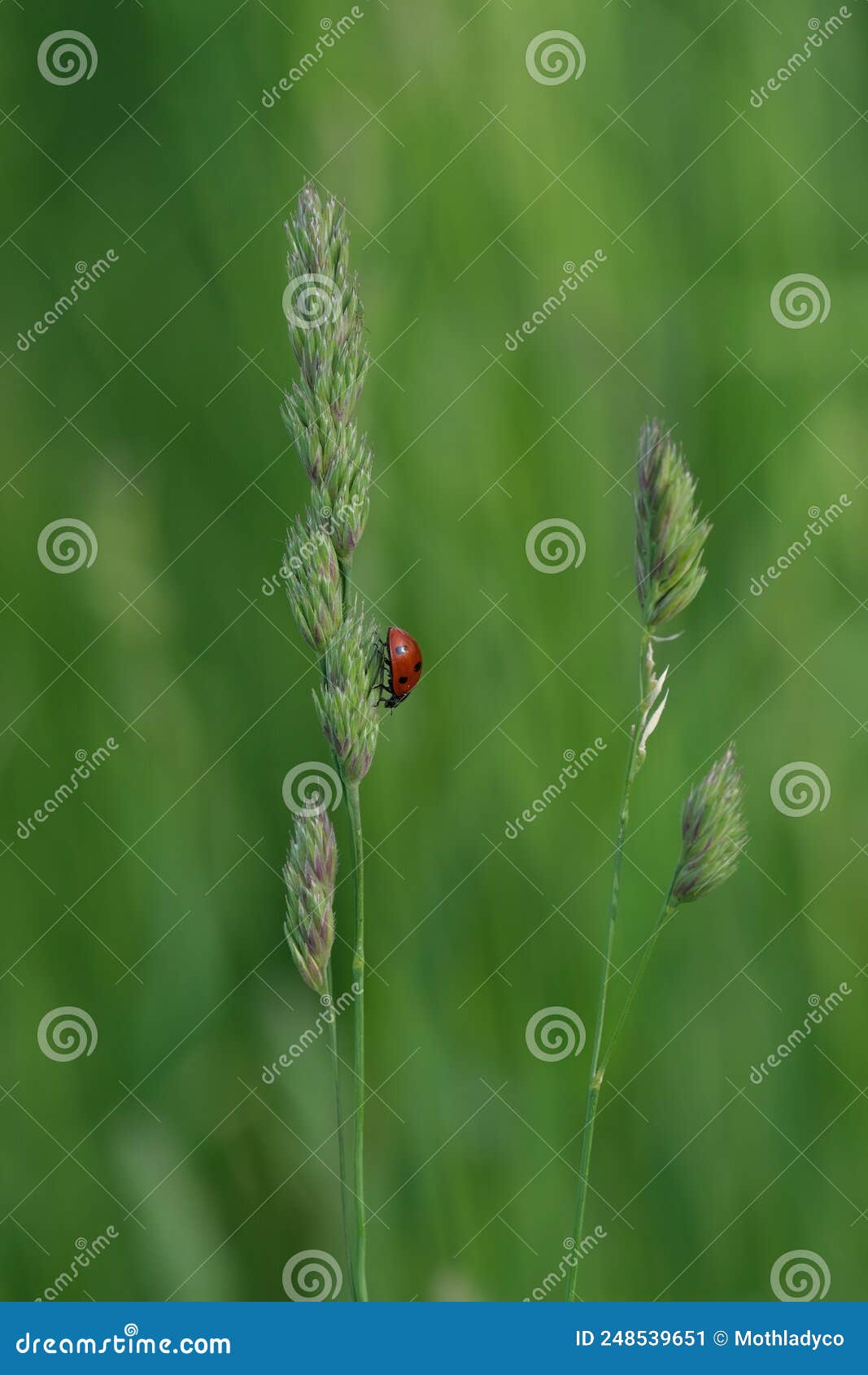 Ladybug on Plant in Nature, Cute Tiny Red Beetle Stock Image - Image of ...