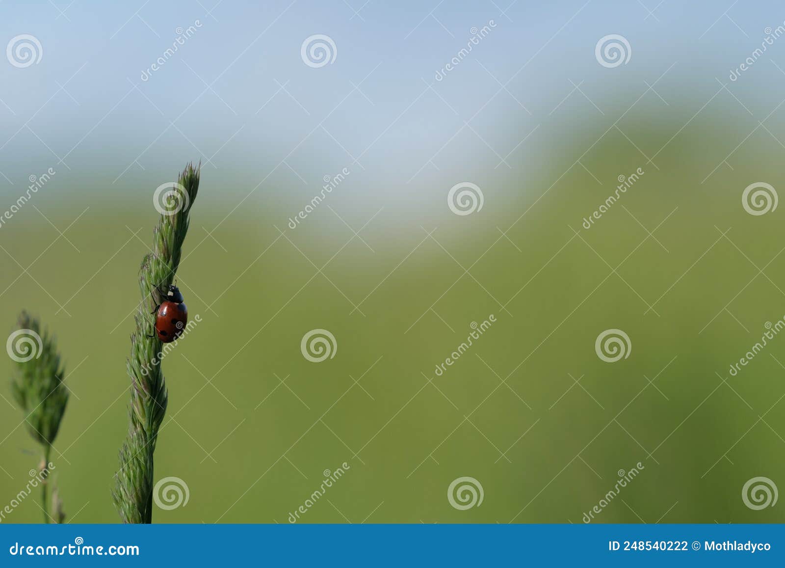 Ladybug on Plant in Nature, Cute Tiny Red Beetle Stock Photo - Image of ...