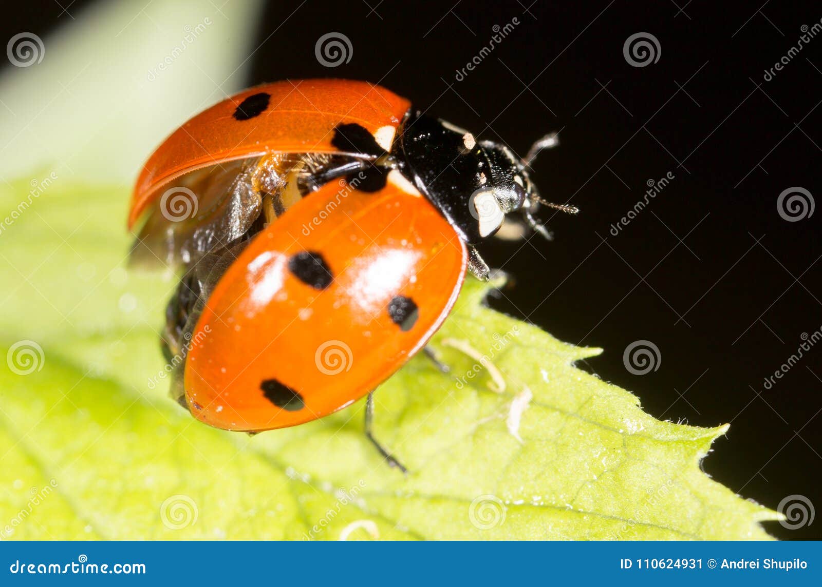 Ladybug on a Plant in the Nature Stock Image - Image of plant, detail ...