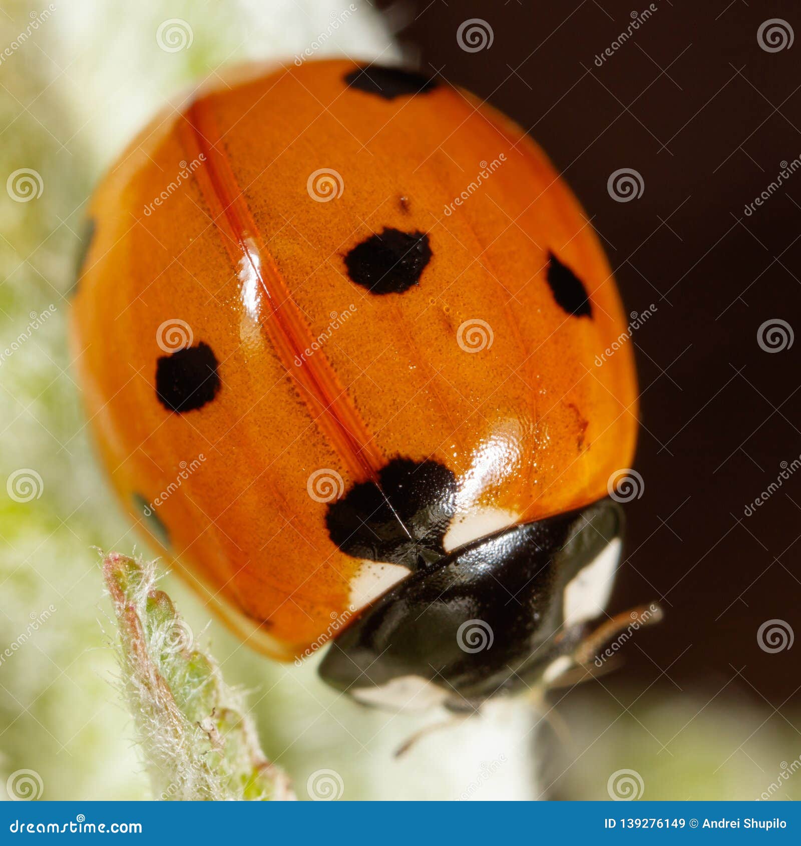 Ladybug on a Plant in Nature Stock Image - Image of ladybug, insect ...