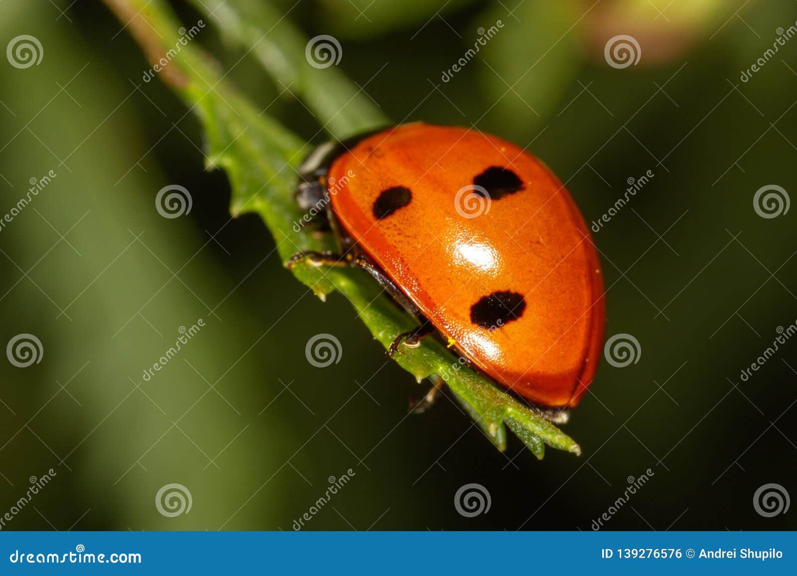 Ladybug on a Plant in Nature Stock Photo - Image of field, natural ...