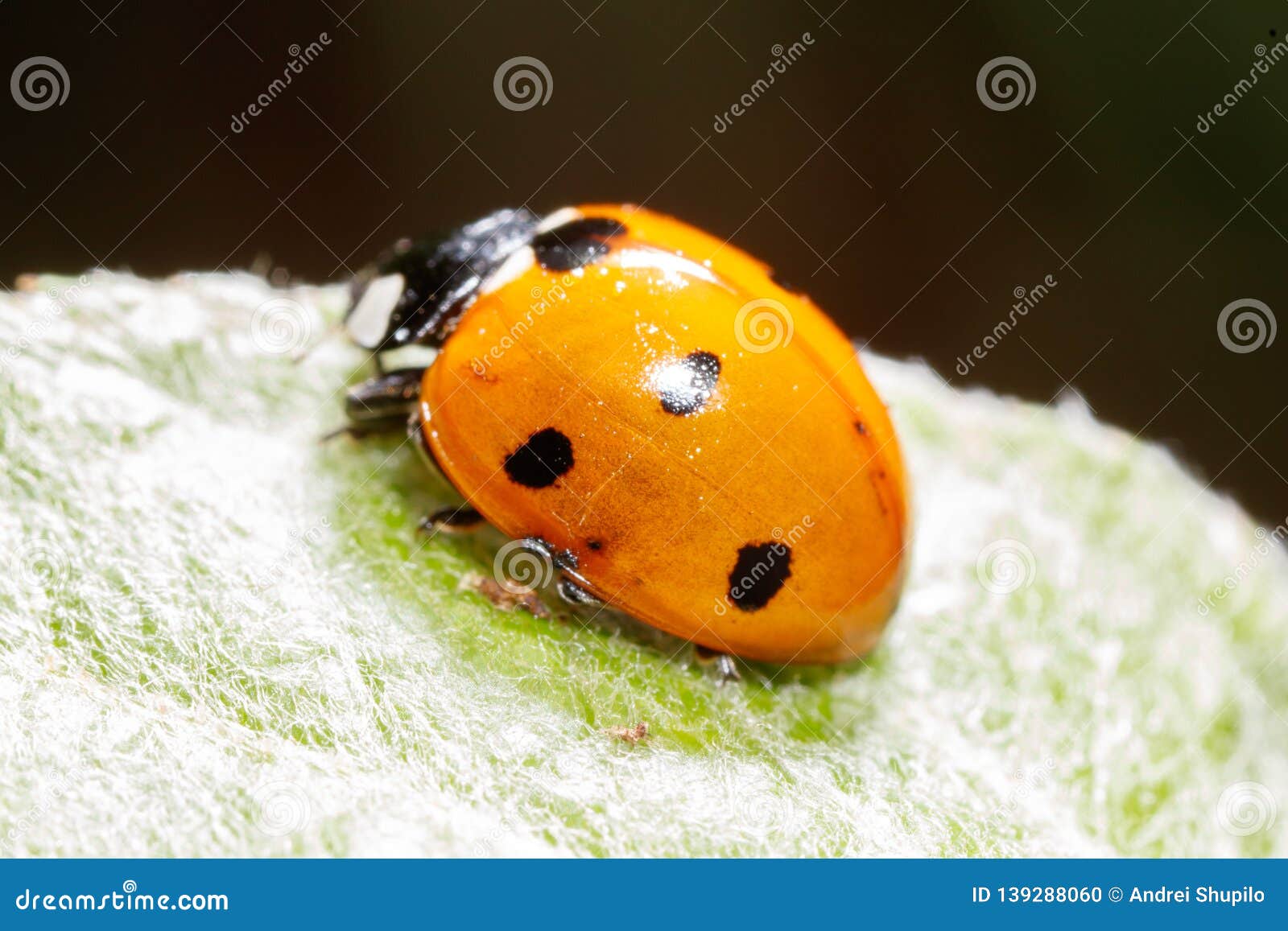 Ladybug on a Plant in Nature Stock Photo - Image of animal, natural ...