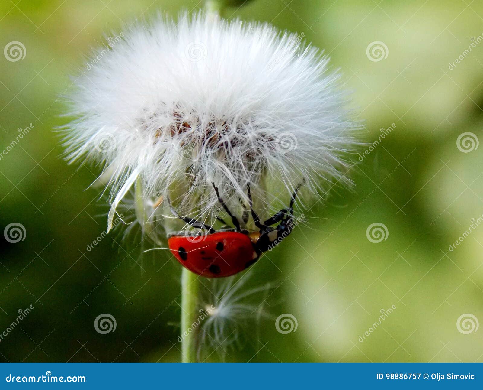 Ladybug stock image. Image of seeds, dandelion, wildlife - 98886757