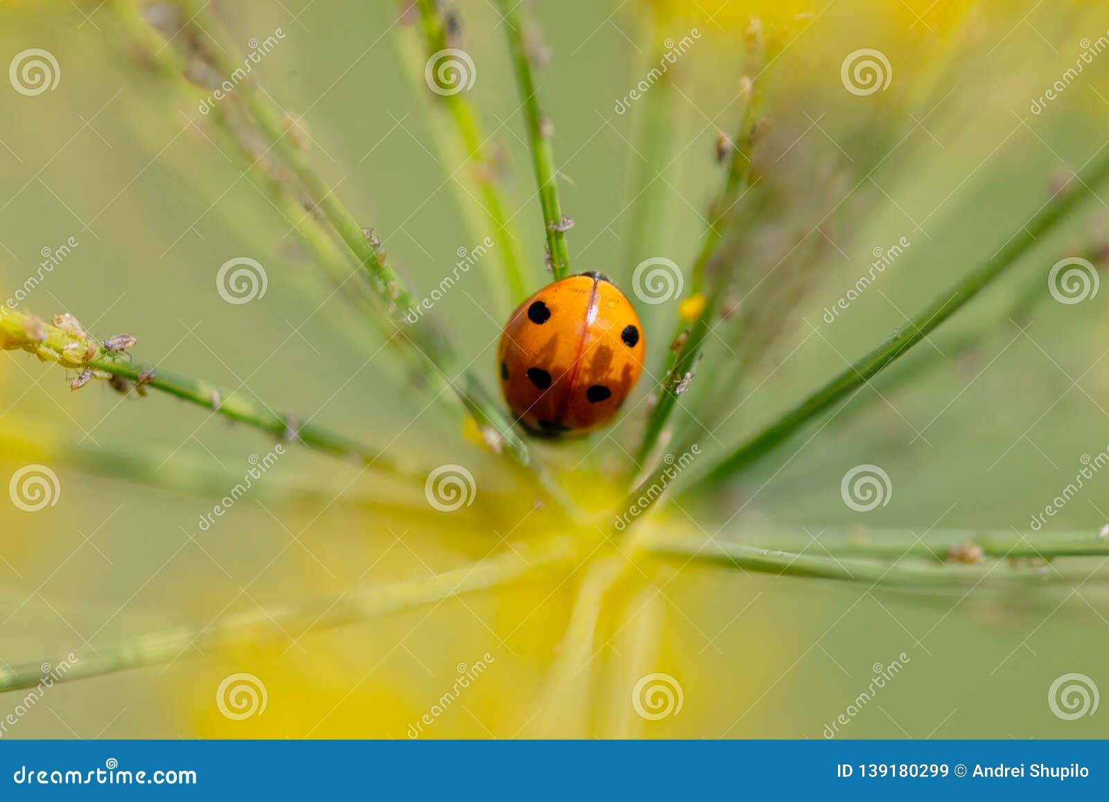 Ladybug on a Plant in the Summer Stock Image - Image of wildlife, small ...