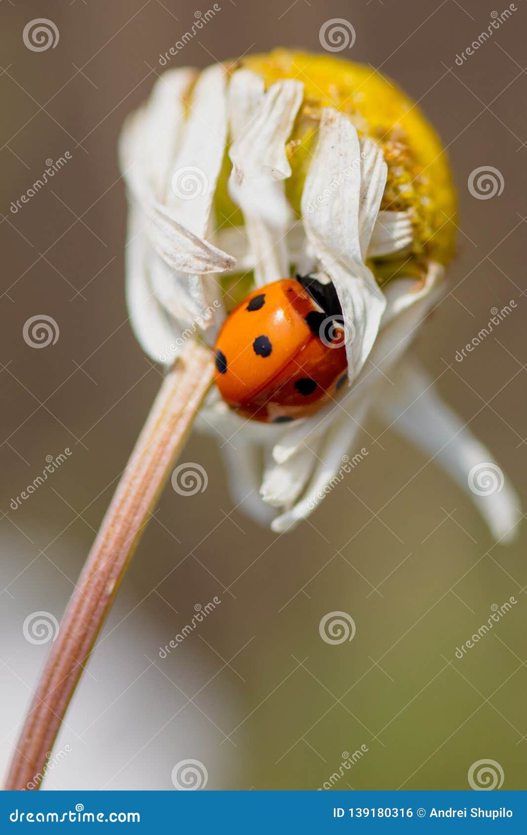 Ladybug on a Plant in the Summer Stock Photo - Image of natural ...