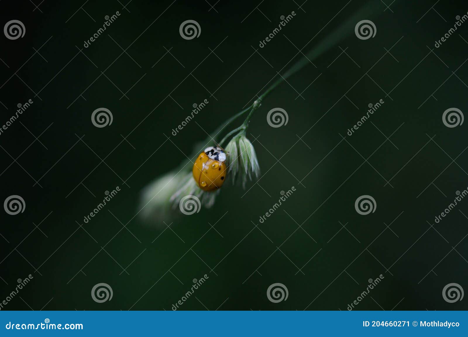 Ladybug on a Plant with Water Drops, Lady Bug Close Up Stock Image ...