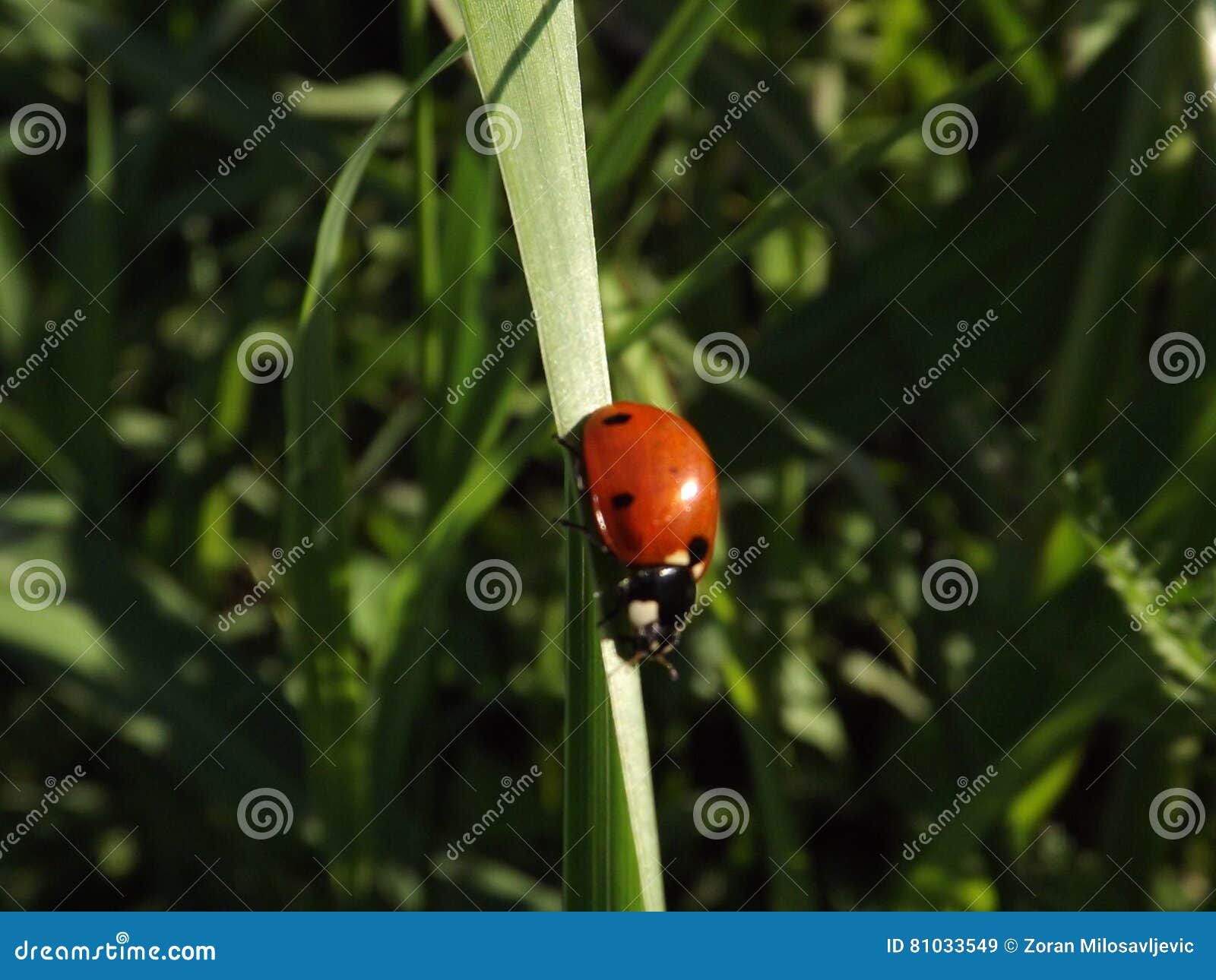 Ladybug on a plant stock image. Image of defocused, insect - 81033549