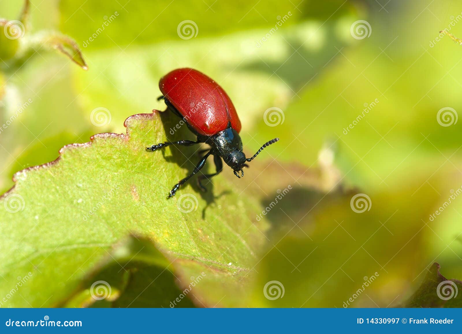 Ladybug without points stock image. Image of spring, black - 14330997