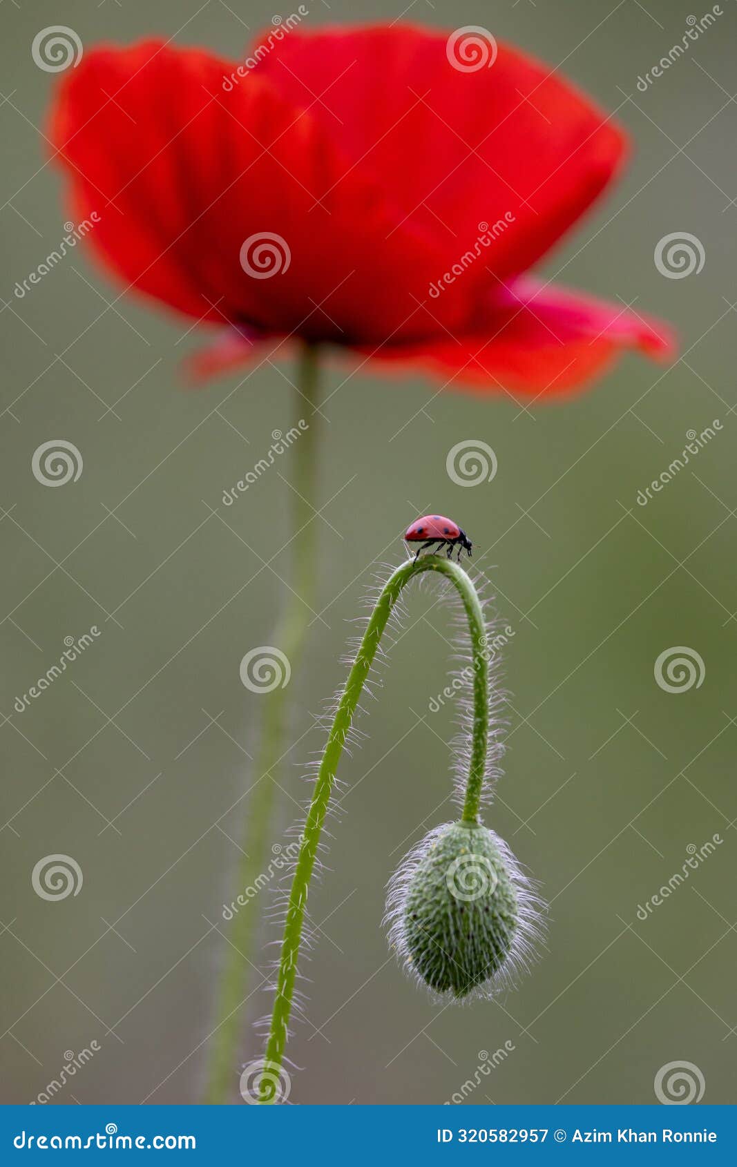 Ladybug on the poppy bud stock image. Image of plant - 320582957