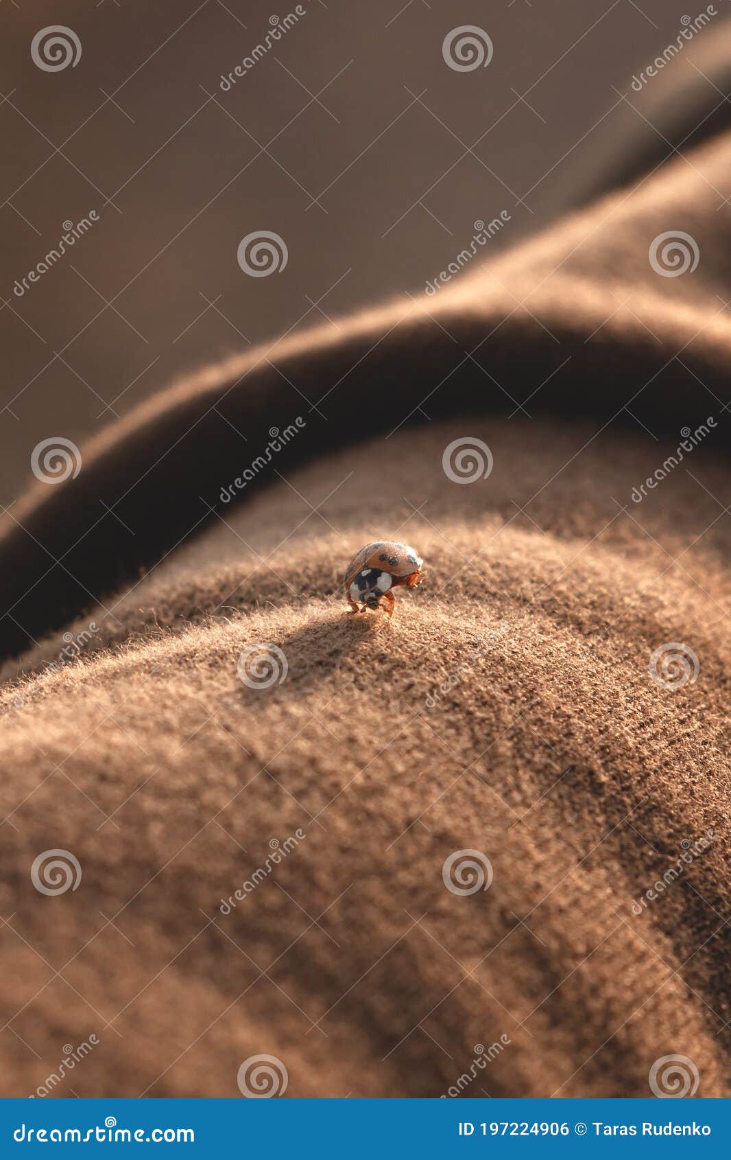 Ladybug Posing on the Sleeve Stock Photo - Image of winter, crop: 197224906