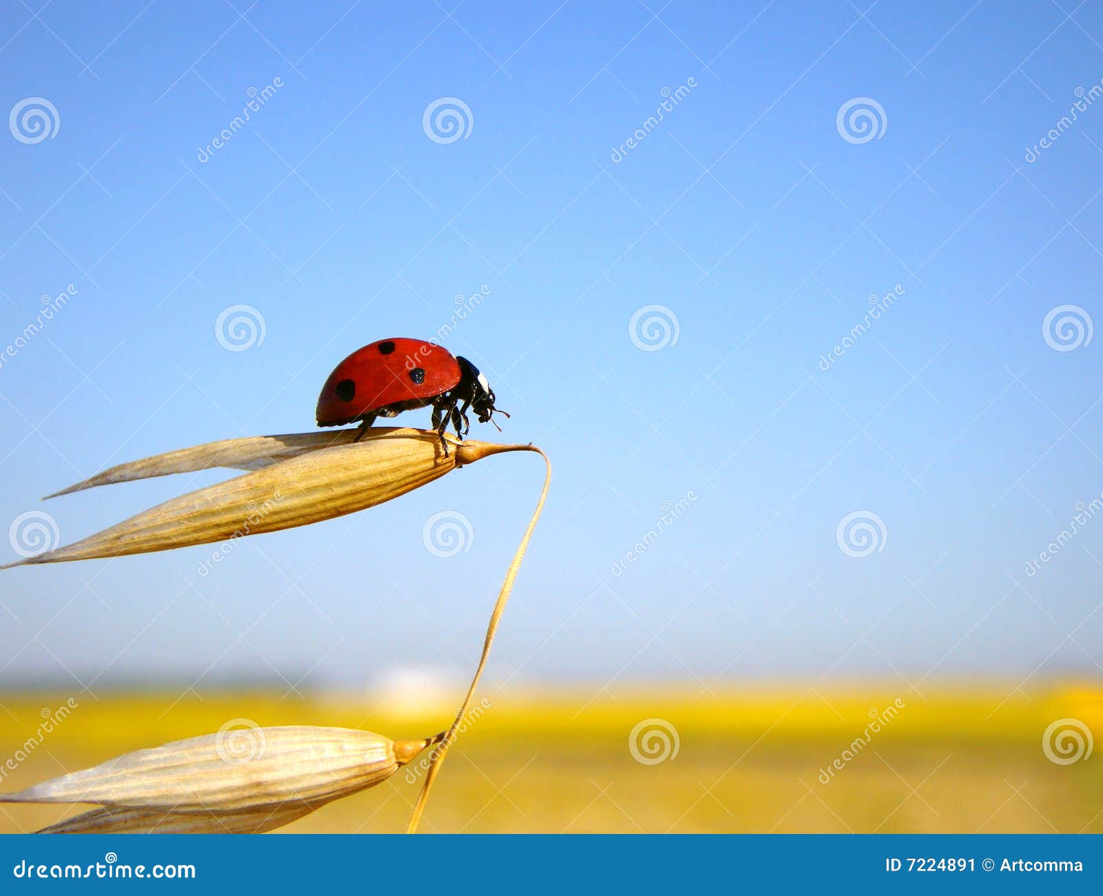 Ladybug prepares to flight stock image. Image of sitting - 7224891