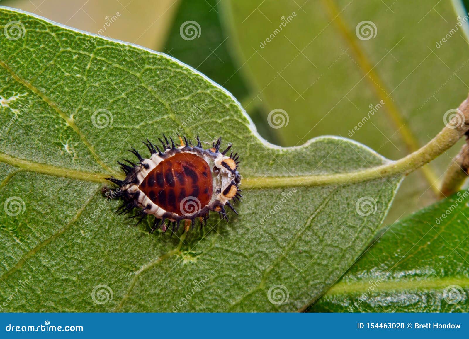 Ladybug Pupa with Exoskeleton Still Attached. Stock Photo - Image of ...