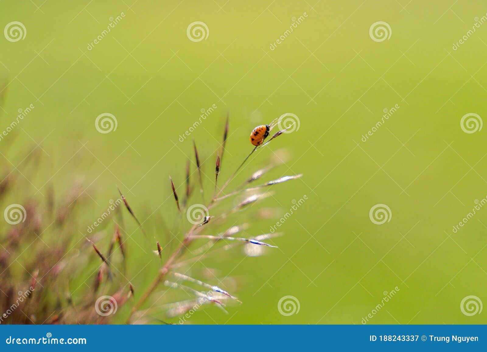 Ladybug In Pupa Stage Attached To A Leaf Royalty-Free Stock Photo ...
