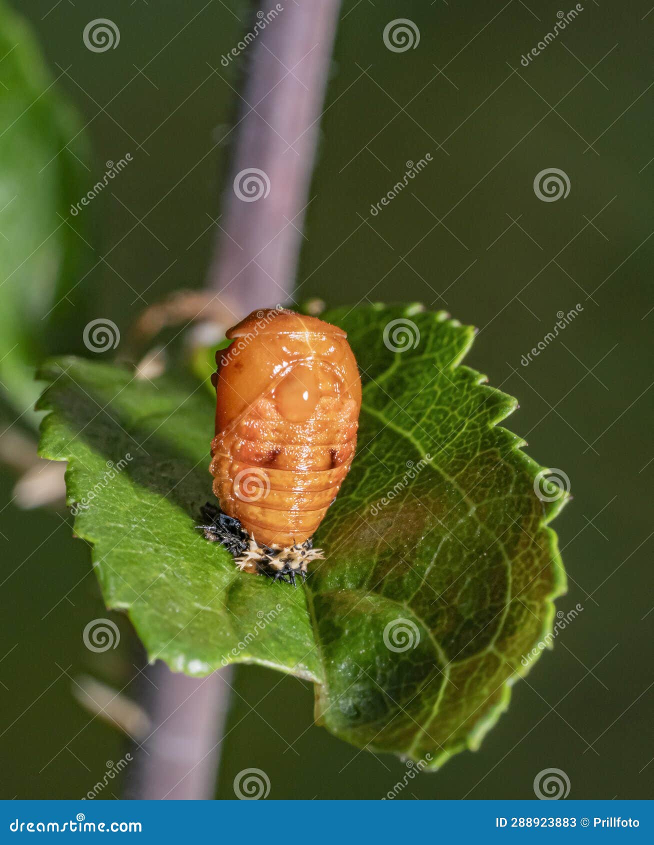 Ladybug pupa stock image. Image of showing, summer, larva - 288923883