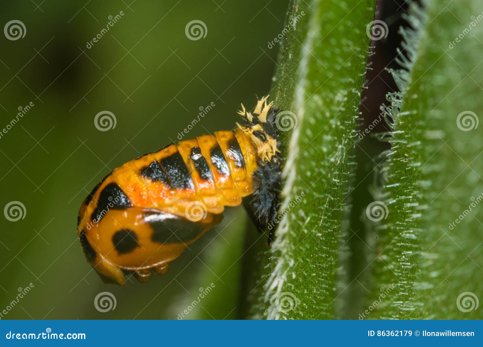 Ladybug Pupa With Exoskeleton Still Attached. Royalty-Free Stock Image ...