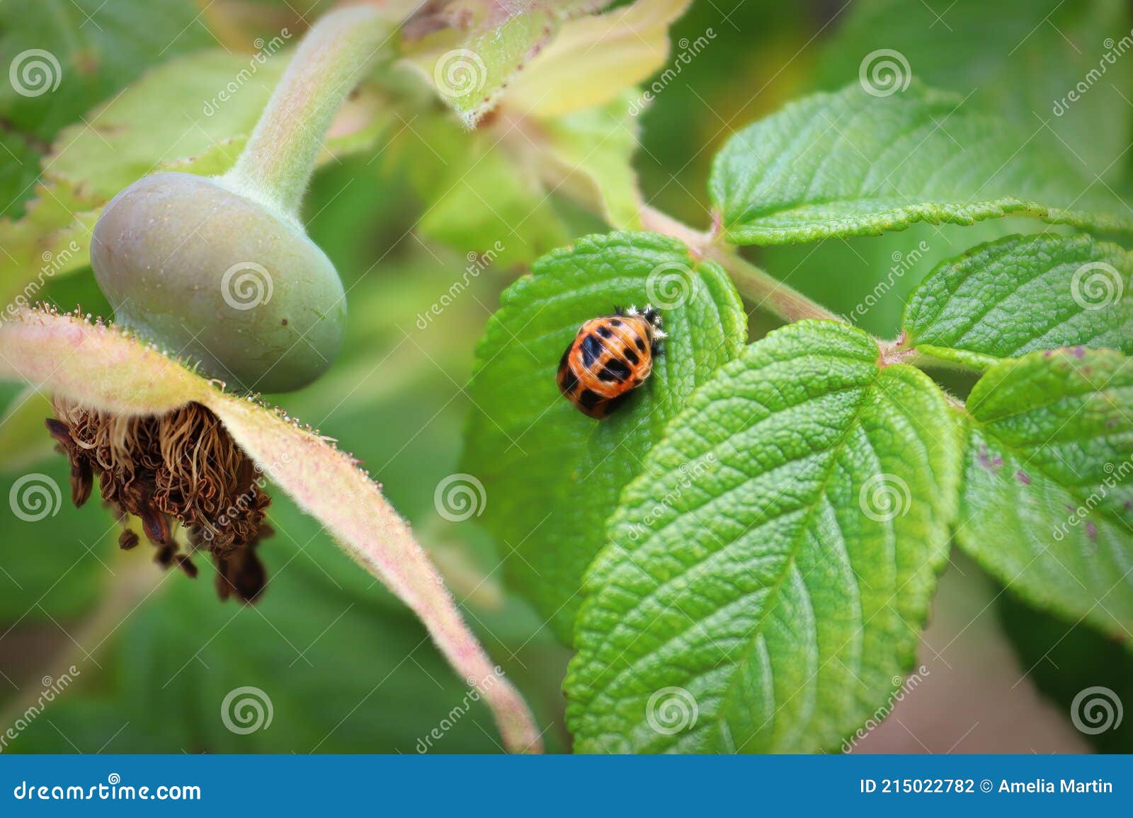 Ladybug In Pupa Stage Attached To A Leaf Royalty-Free Stock Photo ...