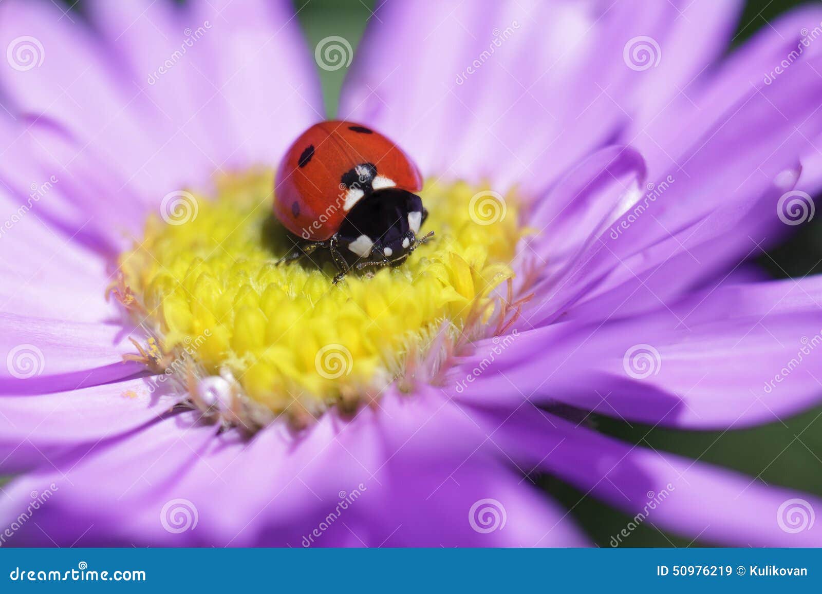 Ladybug on a purple daisy stock image. Image of garden - 50976219