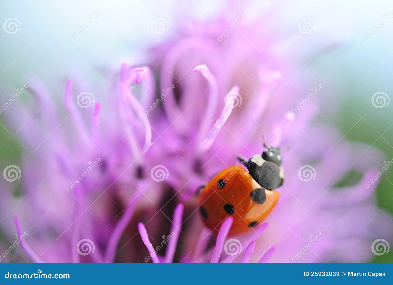 Ladybug on the Purple Flower Stock Image - Image of delicate, daisy ...