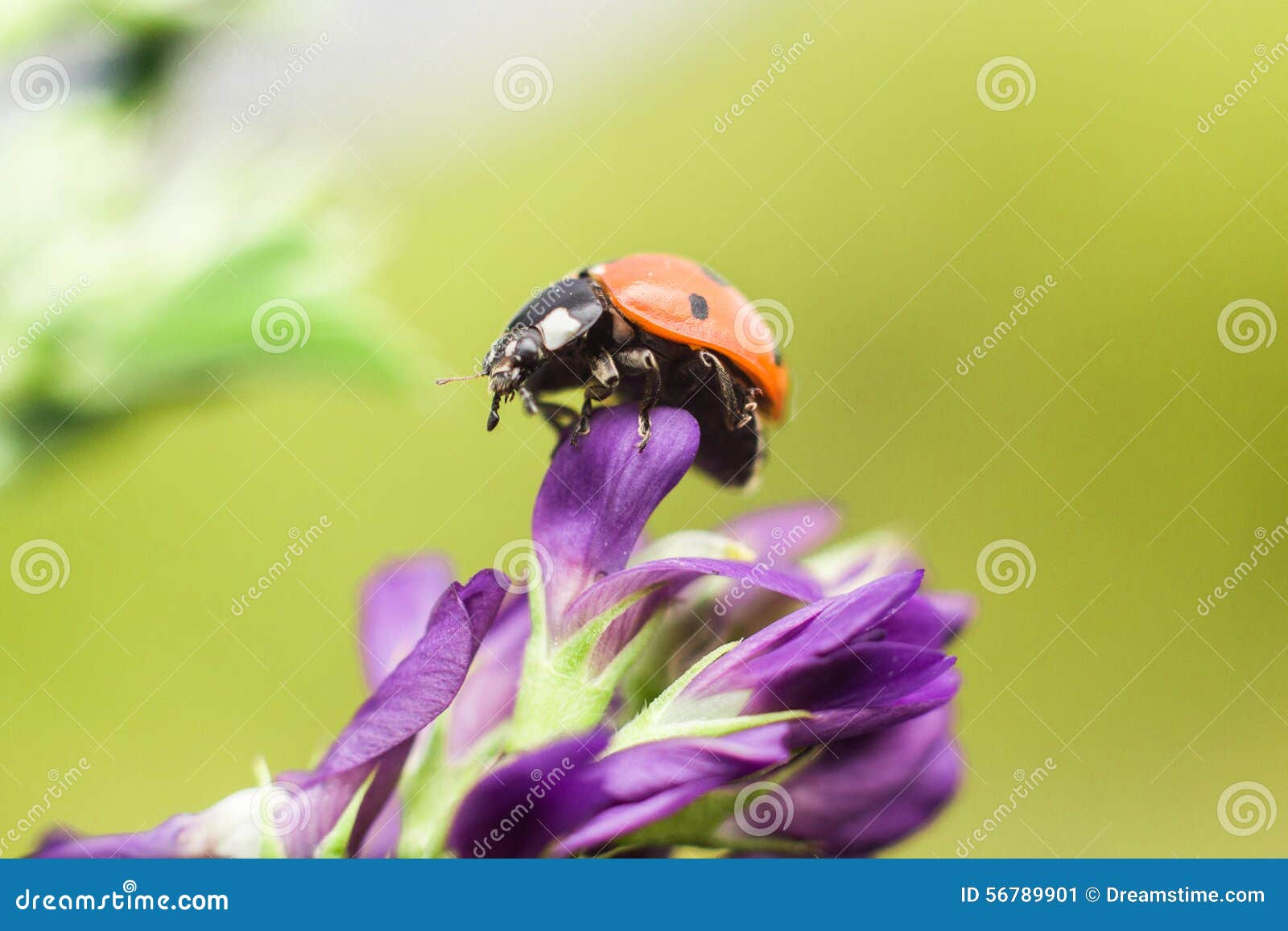 Ladybug with purple flower stock image. Image of isolated - 56789901