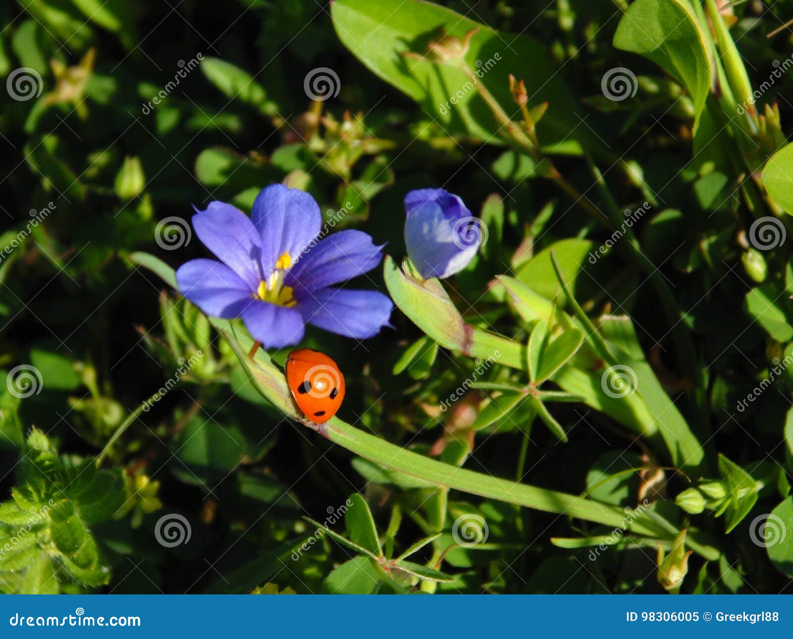Ladybug Purple Flower Stock Images - Download 740 Royalty Free Photos