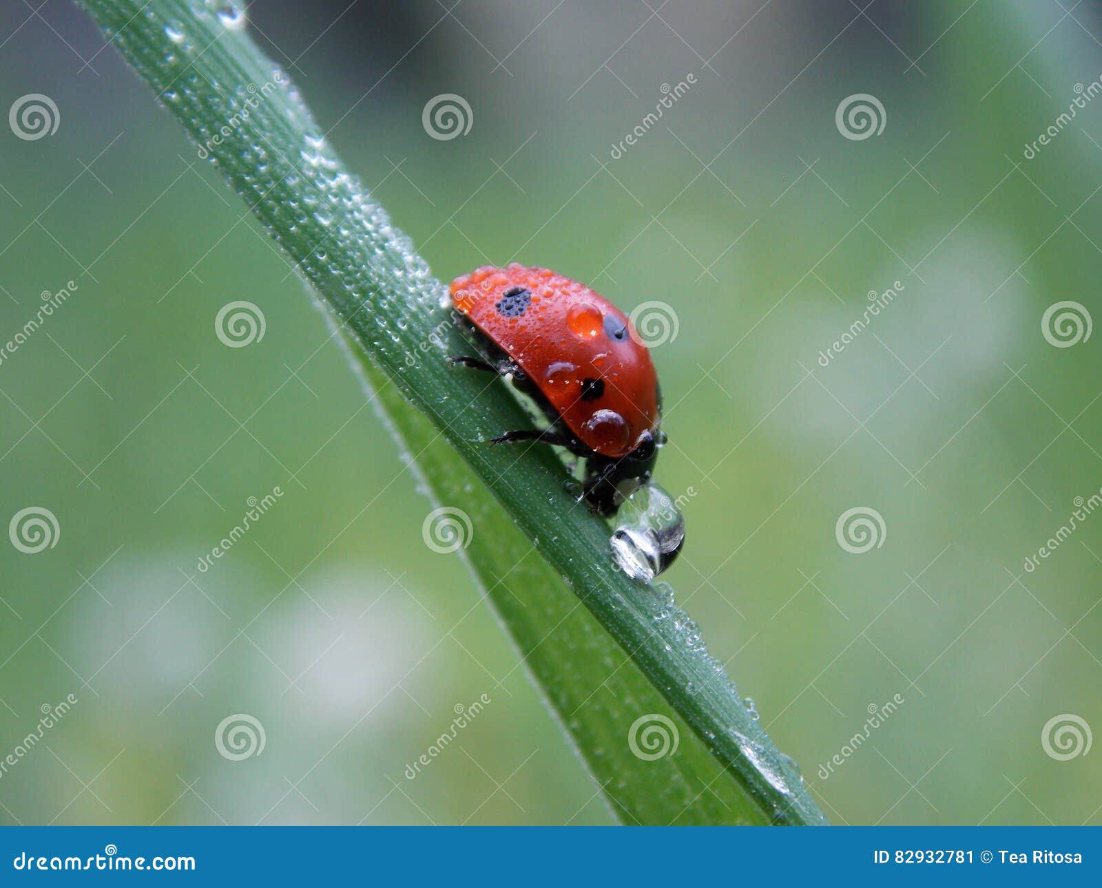 Ladybug stock image. Image of grass, drops, raindrop - 82932781