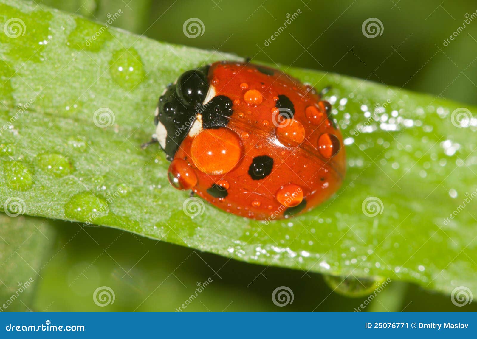 Ladybug after a rain stock image. Image of grass, closeup - 25076771