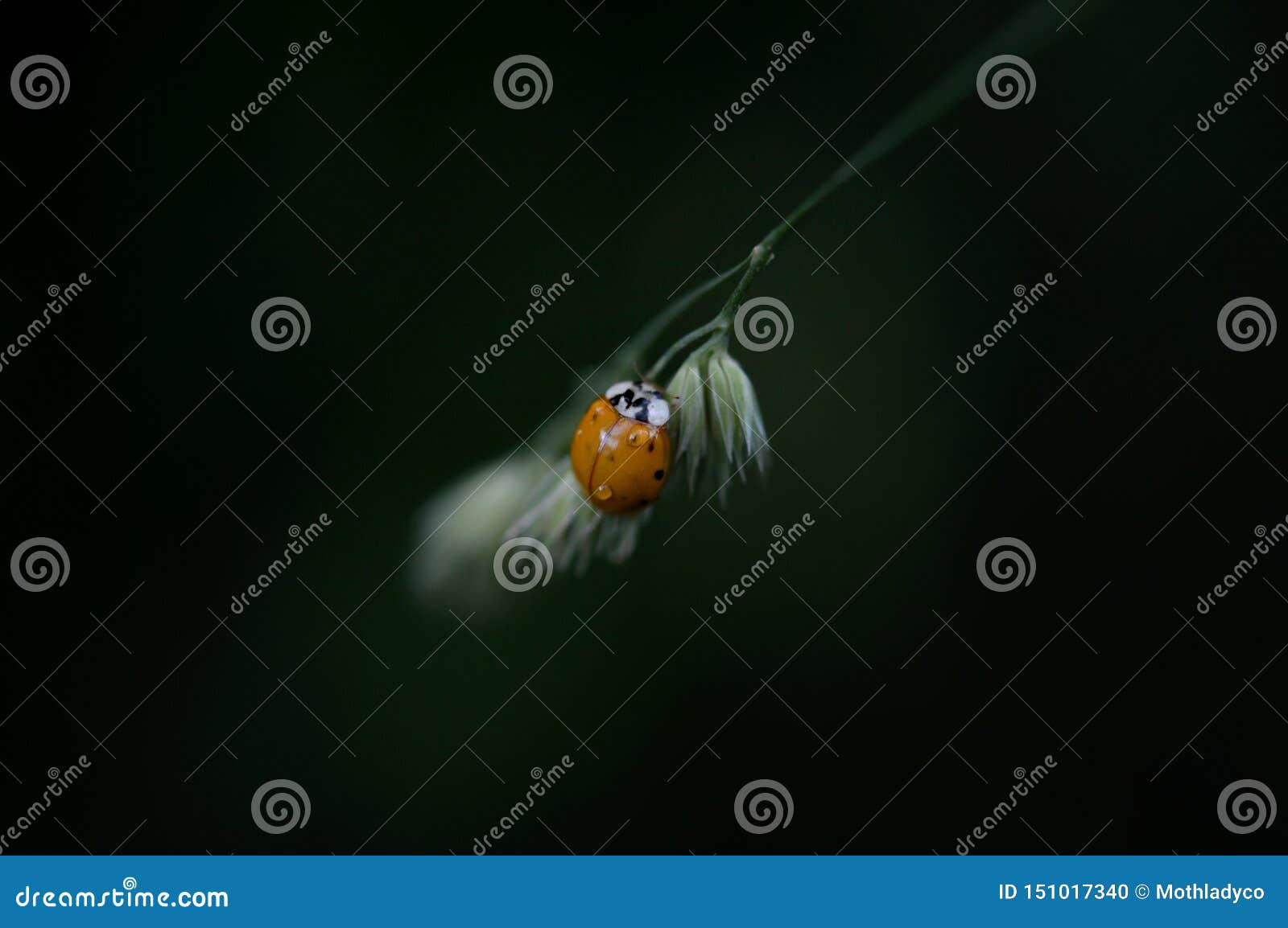 Ladybug in the Rain Closeup Stock Photo - Image of weather, outdoor ...