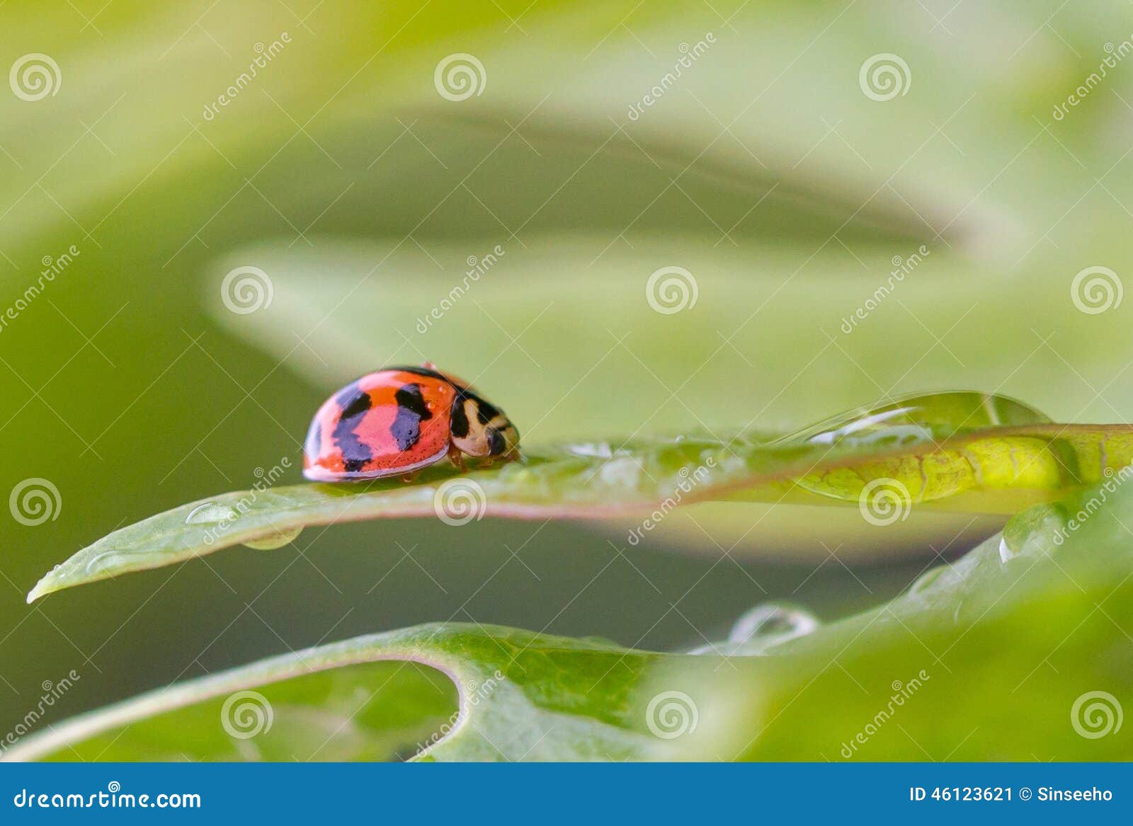 Ladybug after rain stock image. Image of ladybird, lady - 46123621