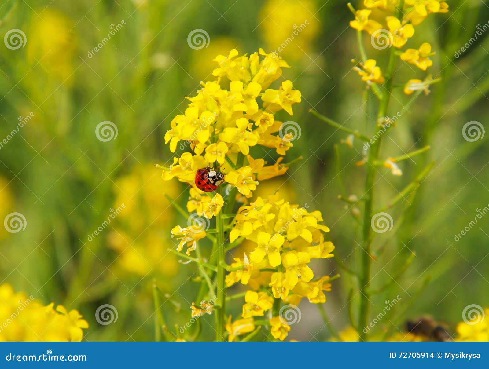 Ladybug on the rapeseed stock photo. Image of polinator - 72705914
