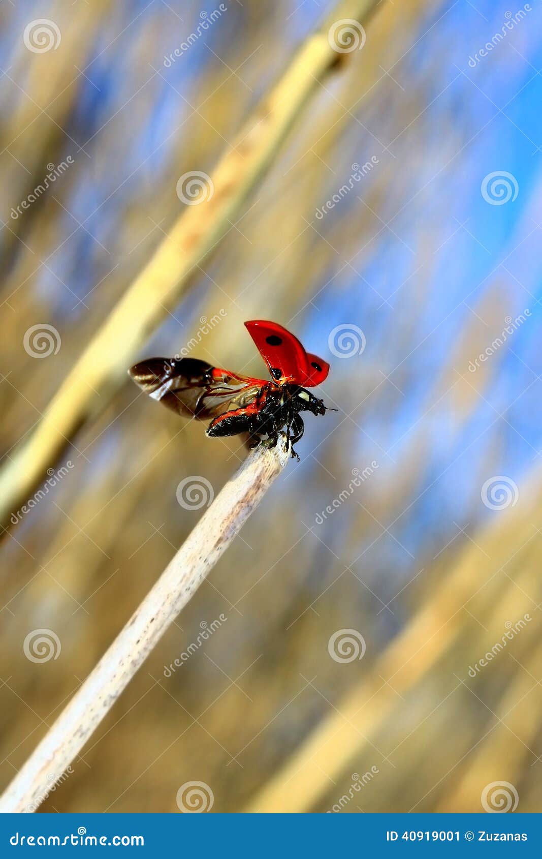 Glossy Red Ladybug Stock Photography | CartoonDealer.com #75427886