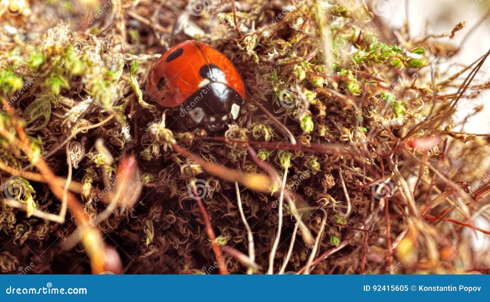 Ladybug stock image. Image of charming, cheerful, antenna - 92415605